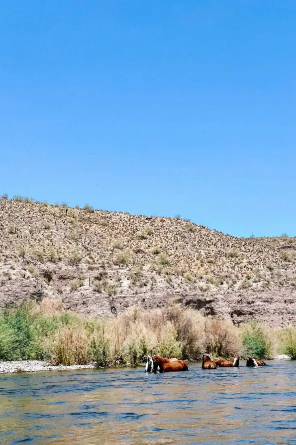 A Complete Guide to Arizona's Salt River Tubing